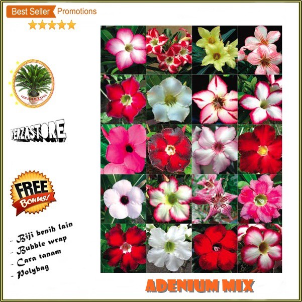 Jual biji benih bunga adenium mix (benih random tidak bisa pilih warna ...