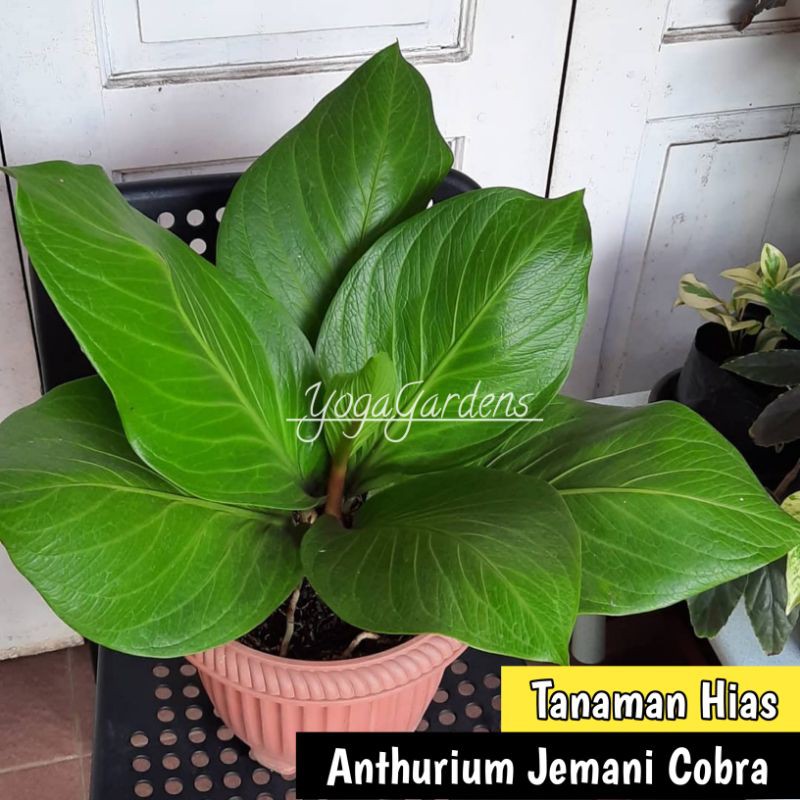 Jual Anthurium Jemani Cobra - Anturium Jemani kobra | Shopee Indonesia