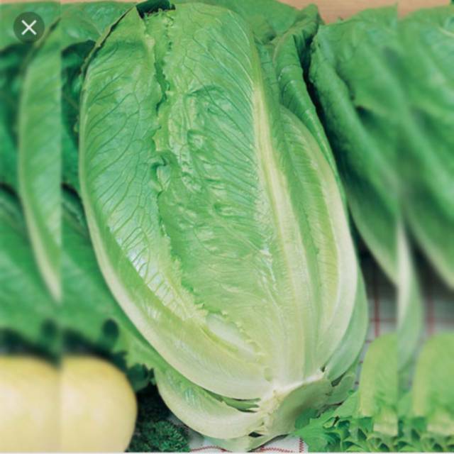 Jual Biji Benih Sayur Selada Romain (Lettuce Romaine Ballon) | Shopee Indonesia