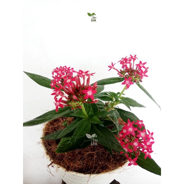 Jual tanaman pentas merah ( egyptian star ) | Shopee Indonesia