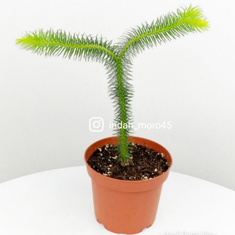 Jual Tanaman Rumpai Ekor Tupai Lycopodium Squarrosum Phlegmaria Tanaman ...