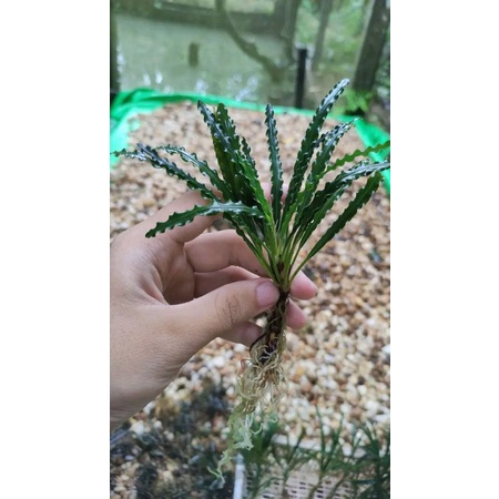 Jual bucep Godzilla 1 kg | Shopee Indonesia