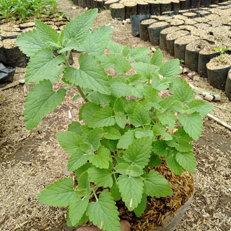 Jual Tanaman catnip (rimbun) | Shopee Indonesia