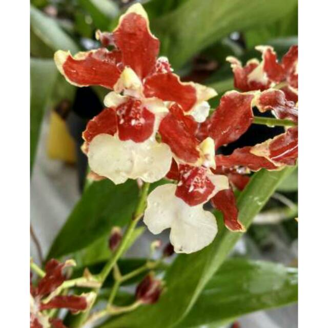 Jual Anggrek Oncidium Yuan Nan fragrant | Shopee Indonesia