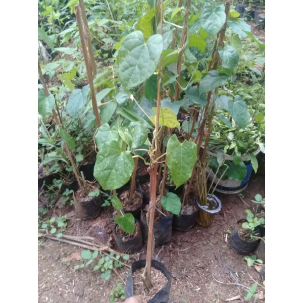 Jual tanaman toga antawali/brotowali | Shopee Indonesia
