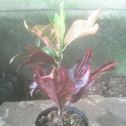 Jual Tanaman Hiasias Puring Jet/ Pohon Puring Z Taman/Tumbuhan Puring ...