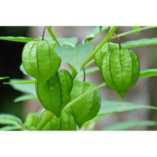 Jual Biji buah bibit ciplukan cecenet herbal kaya khasiat | Shopee ...