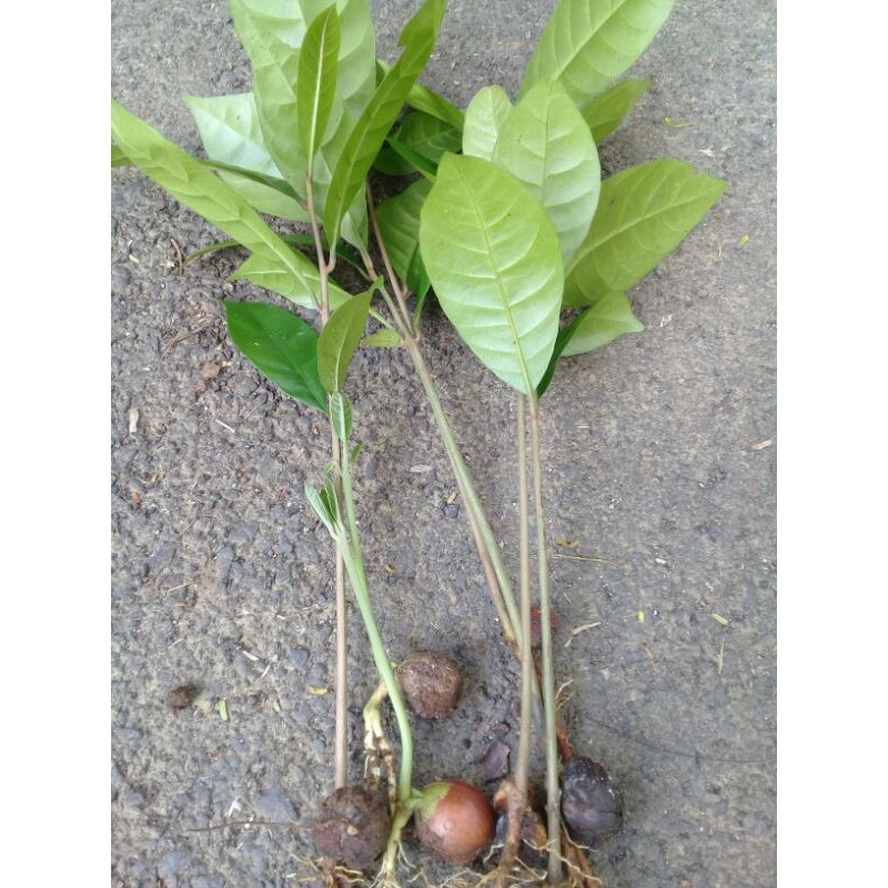 Jual promo bibit pohon Campolay atau Campoleh per 5 tangkai Indonesia ...