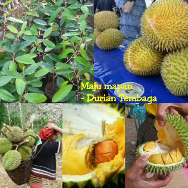 Harga Durian Tembaga Emas Terbaru Feb 2025 | BigGo Indonesia