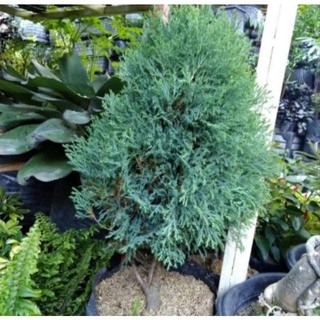 Jual Tanaman Cemara Pentung / Cemara Angin tanaman cemara angin | Shopee Indonesia