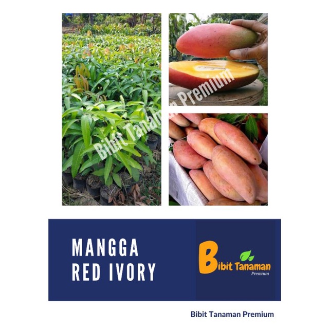 Jual BIBIT MANGGA RED IVORY / MANGGA GADING MERAH (BIBIT TANAMAN ...