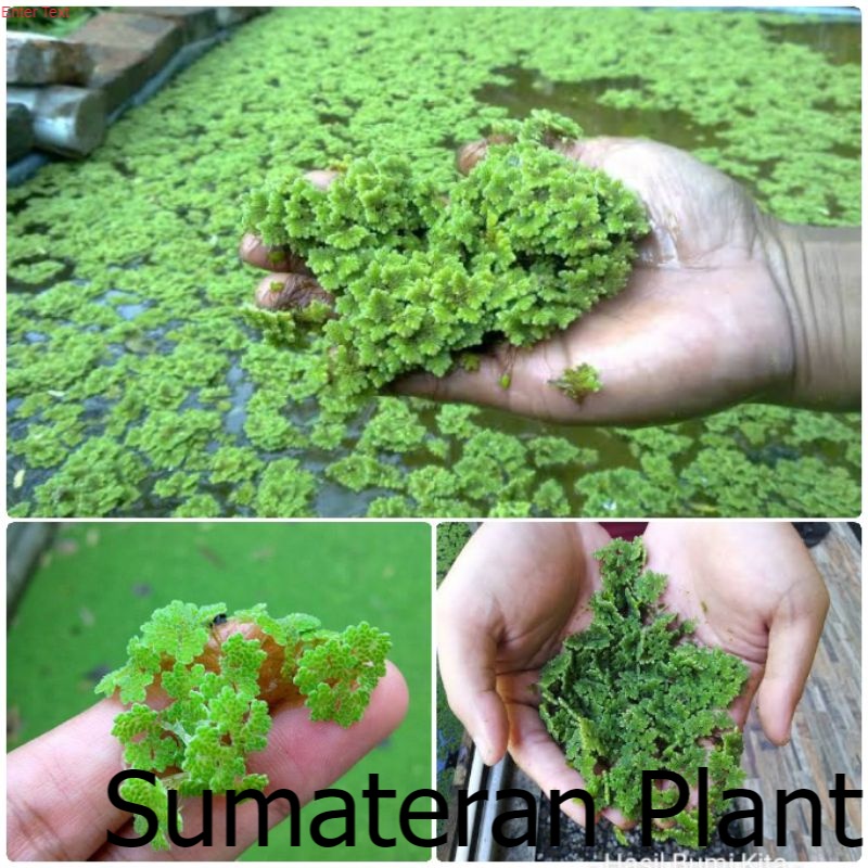 Jual Azolla 250gram genus paku air mengapung suku Azollaceae Herbal ...