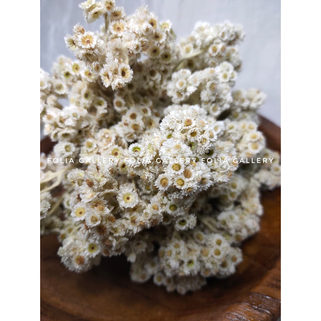 Jual FG-BUNGA EDELWEIS BUDIDAYA/BUNGA EDELWEIS KERING ASLI/BUKET BUNGA ...