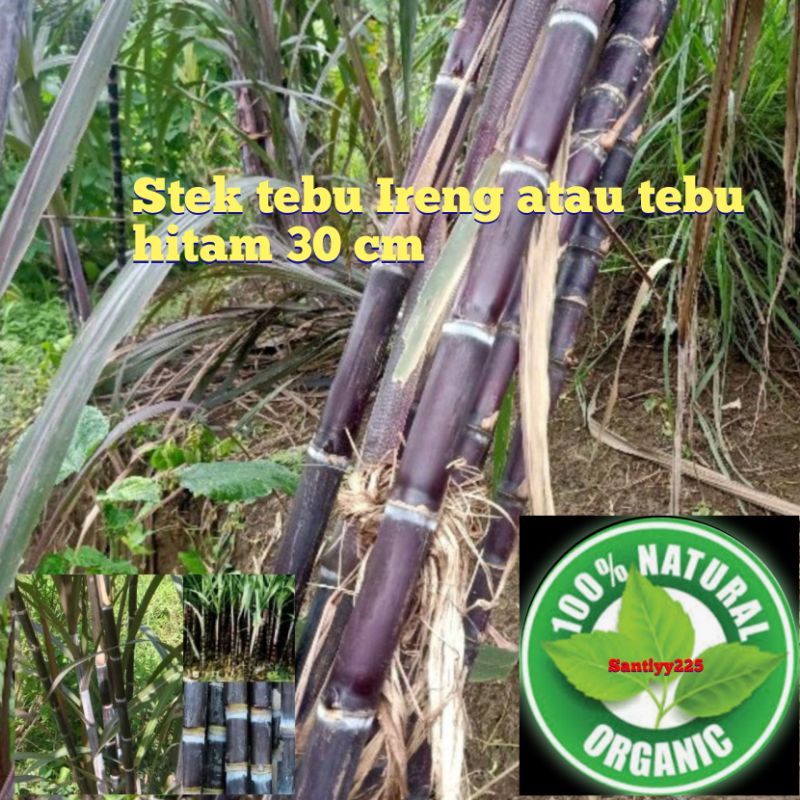 Jual bibit tebu hitam /kg | Shopee Indonesia