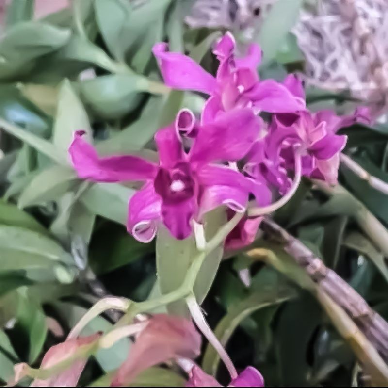 Jual Anggrek Dendrobium Superbean Red | Shopee Indonesia