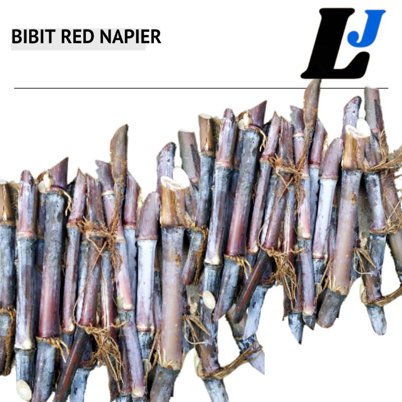 Jual BIBIT Tanaman Red Napier Varian Baru Dari Jenis Napier Pakchong ...
