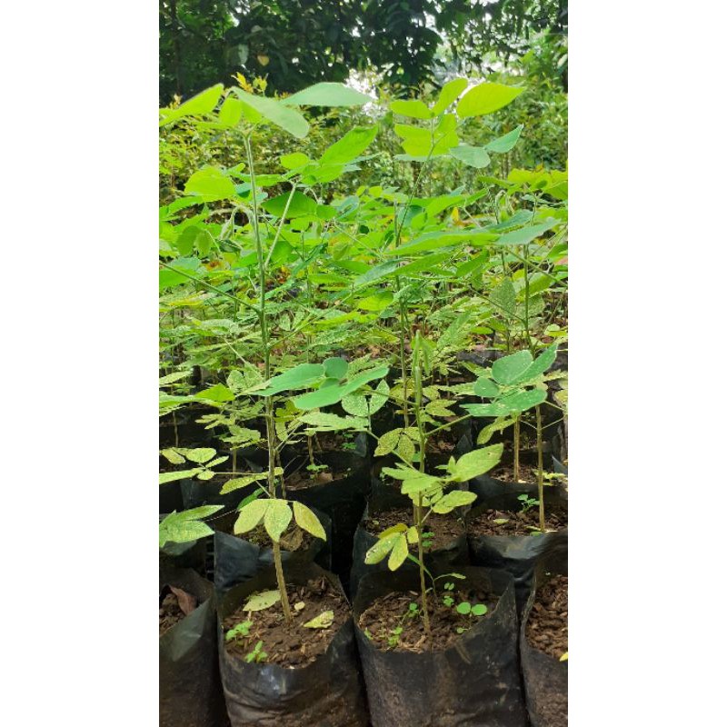 Jual Bibit Pohon Trembesi - Tanaman Suar Kihujan Kayu ambon | Shopee ...