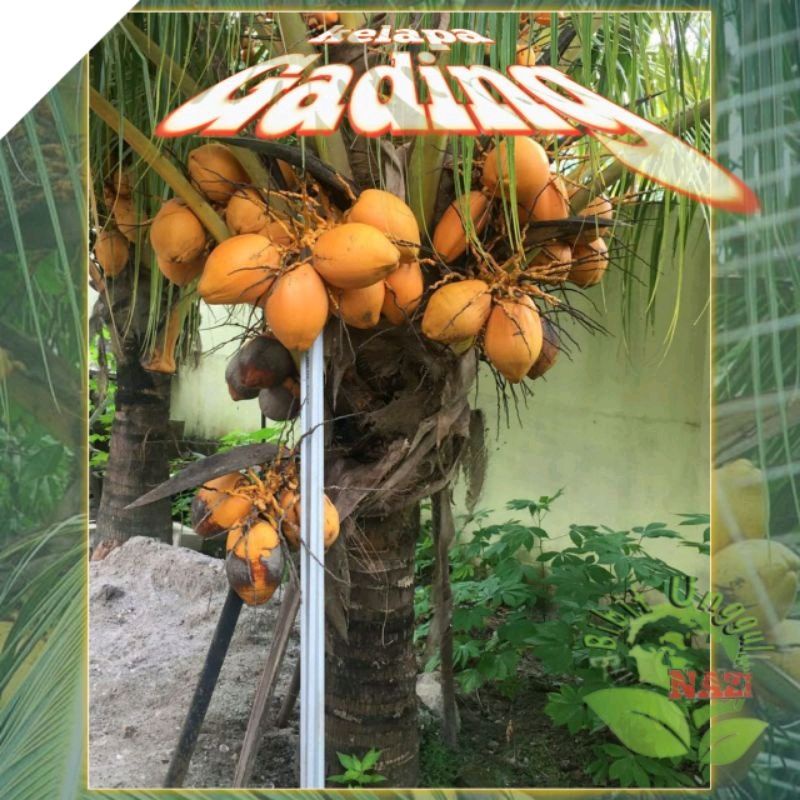 Jual Bibit kelapa GADING kuning Super Genjah | Shopee Indonesia