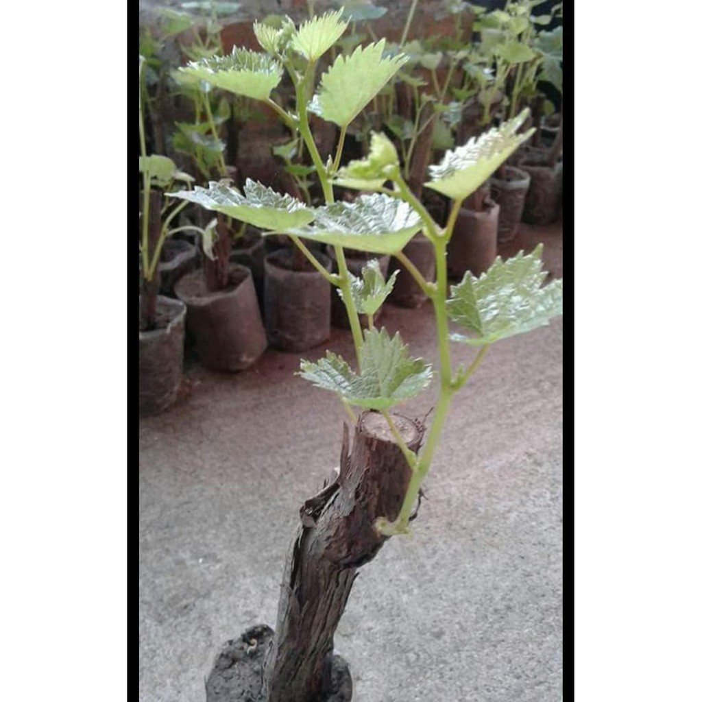 Jual Anggur Caroline Black Rose bahan bonsai (BIBIT TERBAIK) | Shopee ...