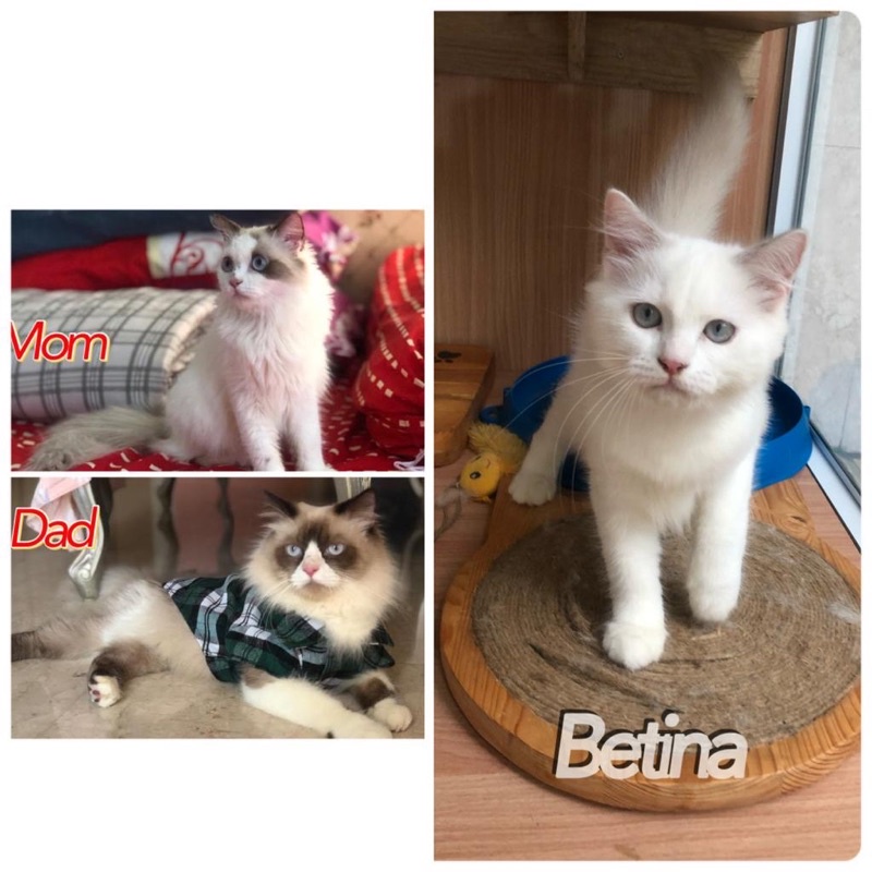 Harga Ragdolls Terbaru November 2023 |BigGo Indonesia