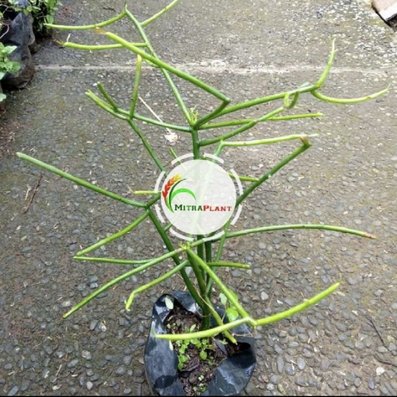 Jual Bibit Pohon Kayu Urip - Tanaman Batang Patah Tulang - Tanaman ...