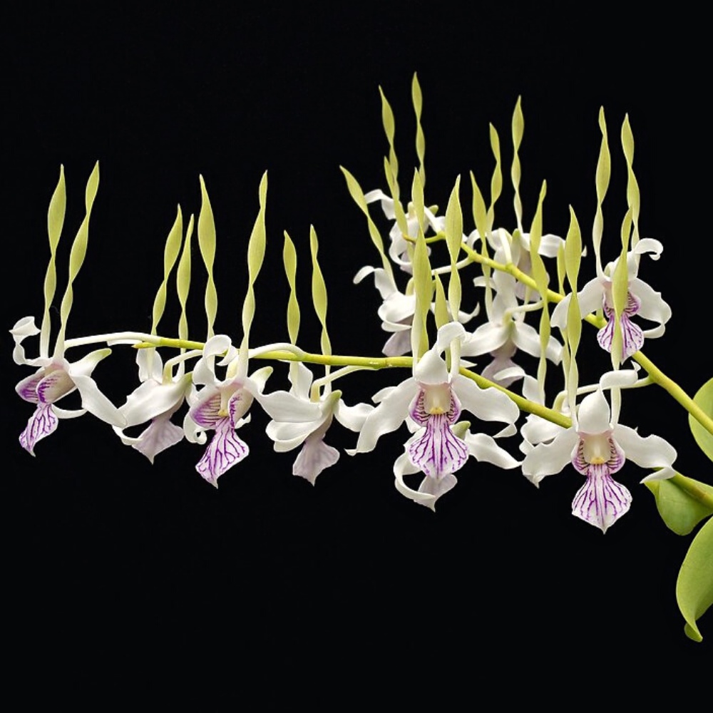 Jual Seedling Anggrek Dendrobium stratiotes Bibit Anggrek Dendrobium ... Jual Seedling Anggrek Dendrobium stratiotes Bibit Anggrek Dendrobium ...