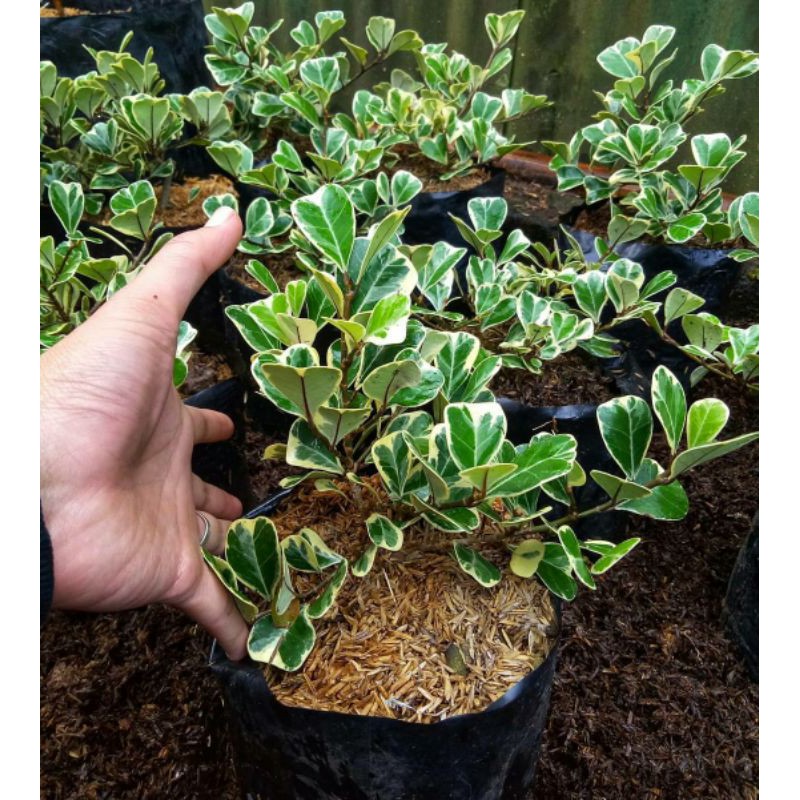Jual ficus triangularis varigata - Tanaman hias beringin kupu kupu ... Jual ficus triangularis varigata - Tanaman hias beringin kupu kupu ...