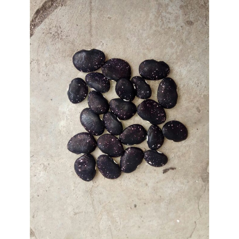 Jual Bibit kacang roay / koro | Shopee Indonesia