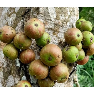 Jual BUAH KONDANG SEGAR 1KG / BUAH GONDANG / BUAH LOA / BUKAN BISORO ...