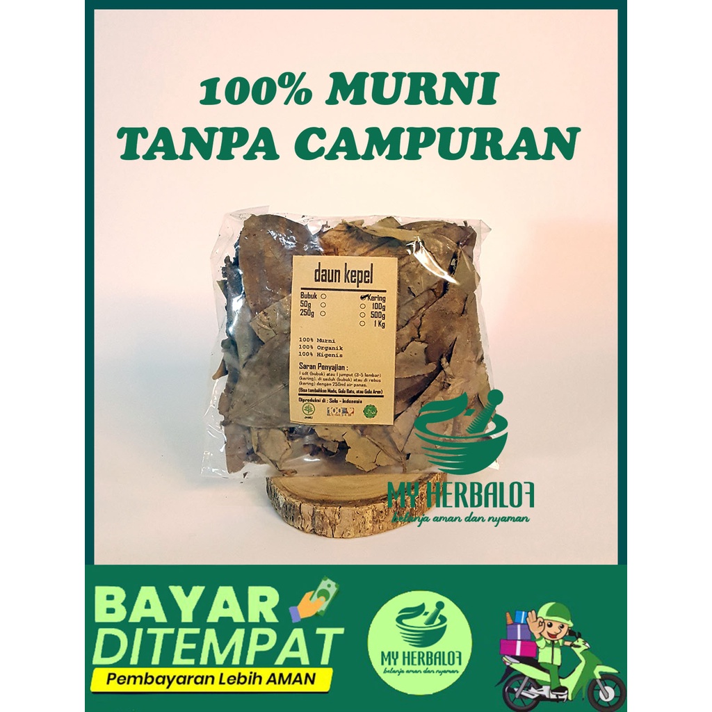 Jual Herbal Teh Daun Kepel Kering / Stelechocarpus Burahol / Murni ...