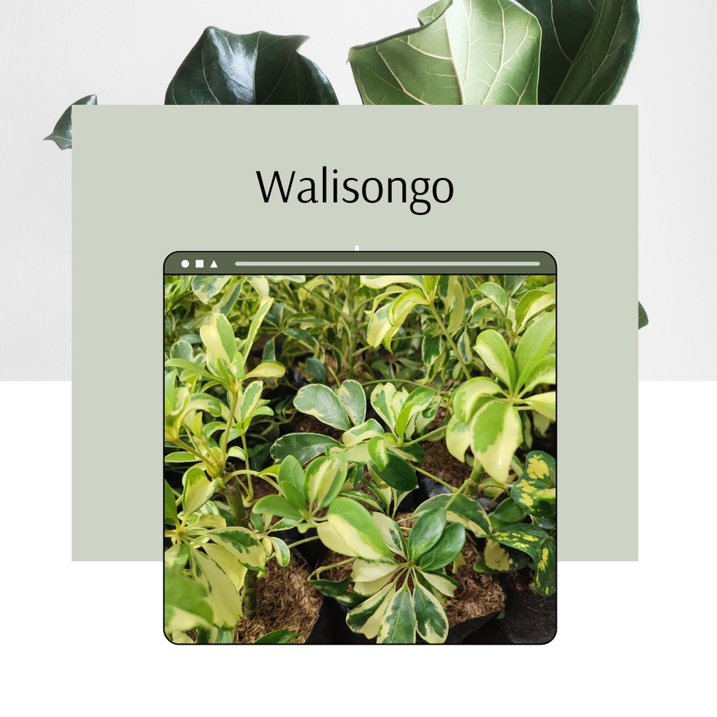 Jual Tanaman Hias Walisongo Bunga Hias Wali Songo Tanaman Walisongo ...