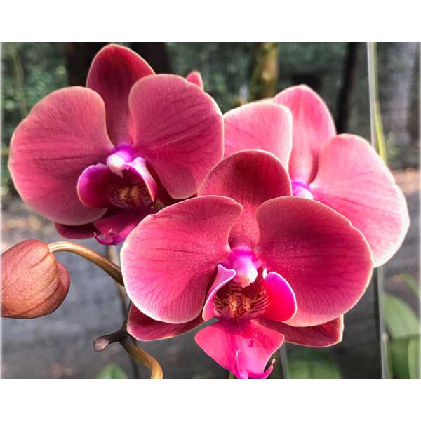 Jual Promo Paket Hemat 70k dapat 7 pot seedling anggrek bulan ID macam ...