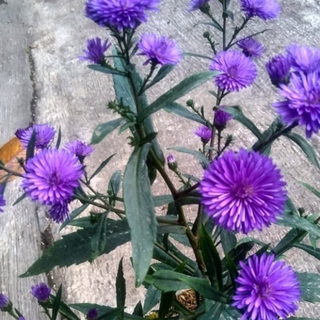 Jual bunga pikok ungu tanaman | Shopee Indonesia