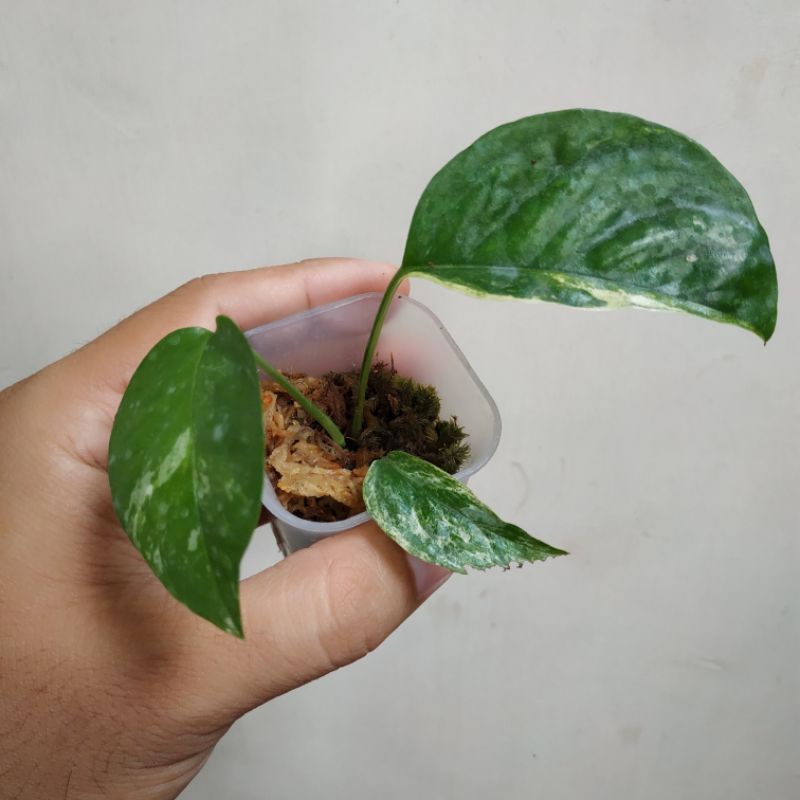 Jual Epipremnum hanuman sp bali / pinnatum hanoman variegata | Shopee ...