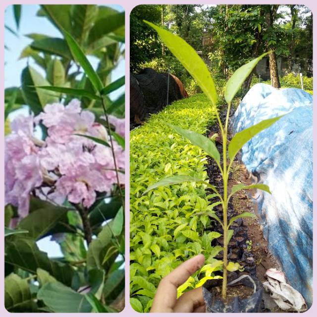 Jual Bibit bunga Tabebuya merah muda (pink) | Shopee Indonesia