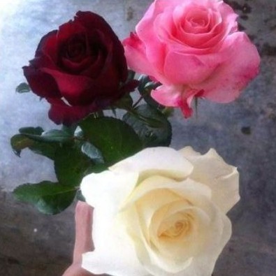 Jual Paket Murah 3 Tanaman Hidup Pohon Mawar Bunga Mawar | Shopee Indonesia