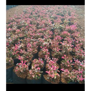 Jual Tanaman Kerokot Merah Tanaman Krokot Merah Tanaman Kerokot ...