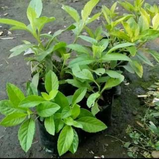 Jual Tanaman / pohon herbal sambung nyawa / pohon herbal sembung ...