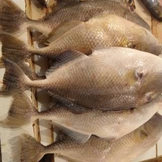 Jual ikan etong segar / ikan ayam ayam segar min 1kg | Shopee Indonesia