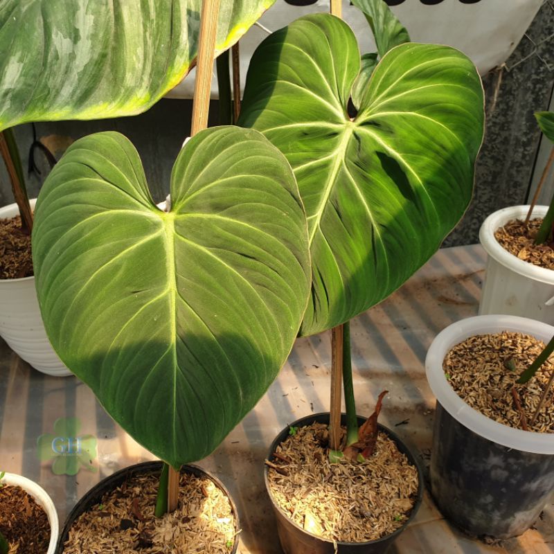 Jual Tanaman Hias Philodendron Gloriosum Philo Gloriosum Araceae ...