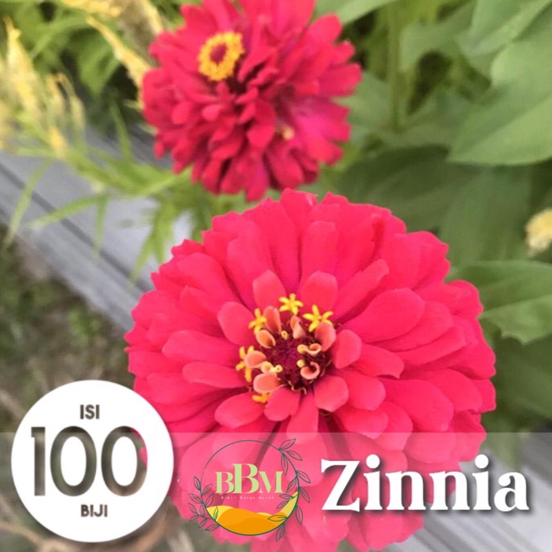 Jual Benih Biji bunga kertas Zinnia Mix murah | Shopee Indonesia