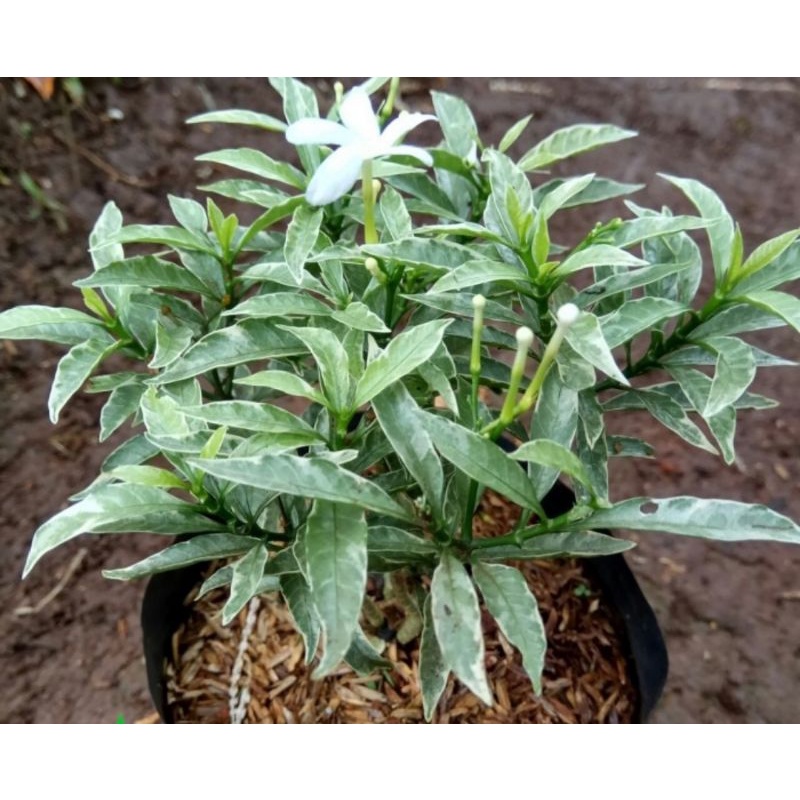 Jual TANAMAN REMBOSA MINI VARIEGATA/REMBOSA DAUN SILVER | Shopee Indonesia