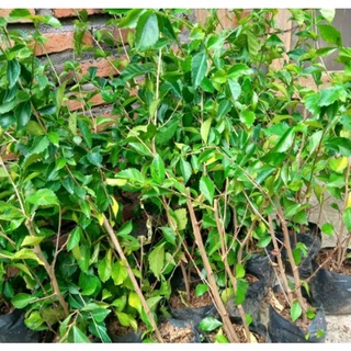 Jual Teh Tehan Tanaman Pagar Atau Pagar Hidup | Shopee Indonesia