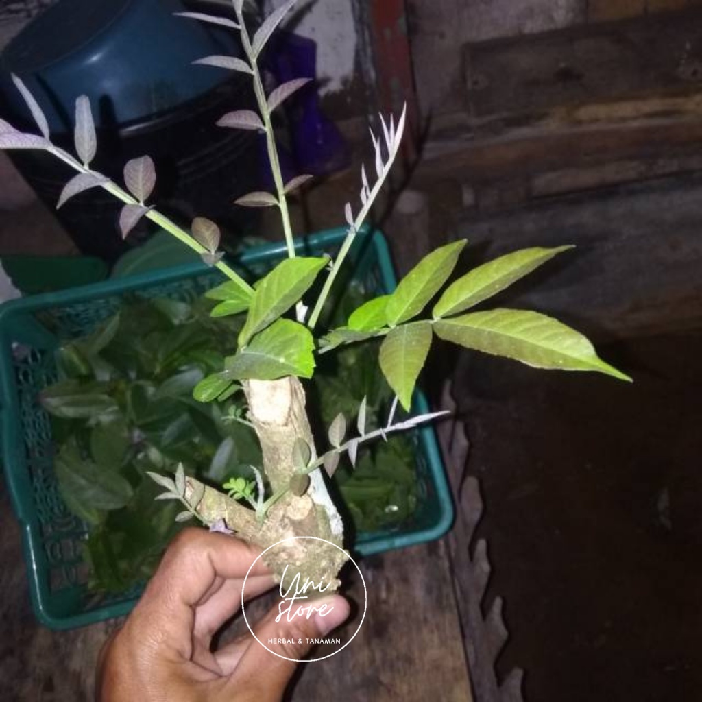 Jual Bibit Stek Tanaman Sungkai - Herbal Daun Sungkai - Bisa Untuk ...