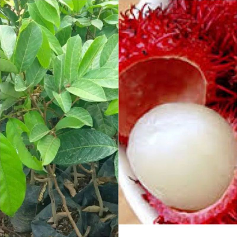 Jual TANAMAN BIBIT RAMBUTAN BINJAI (asli) | Shopee Indonesia