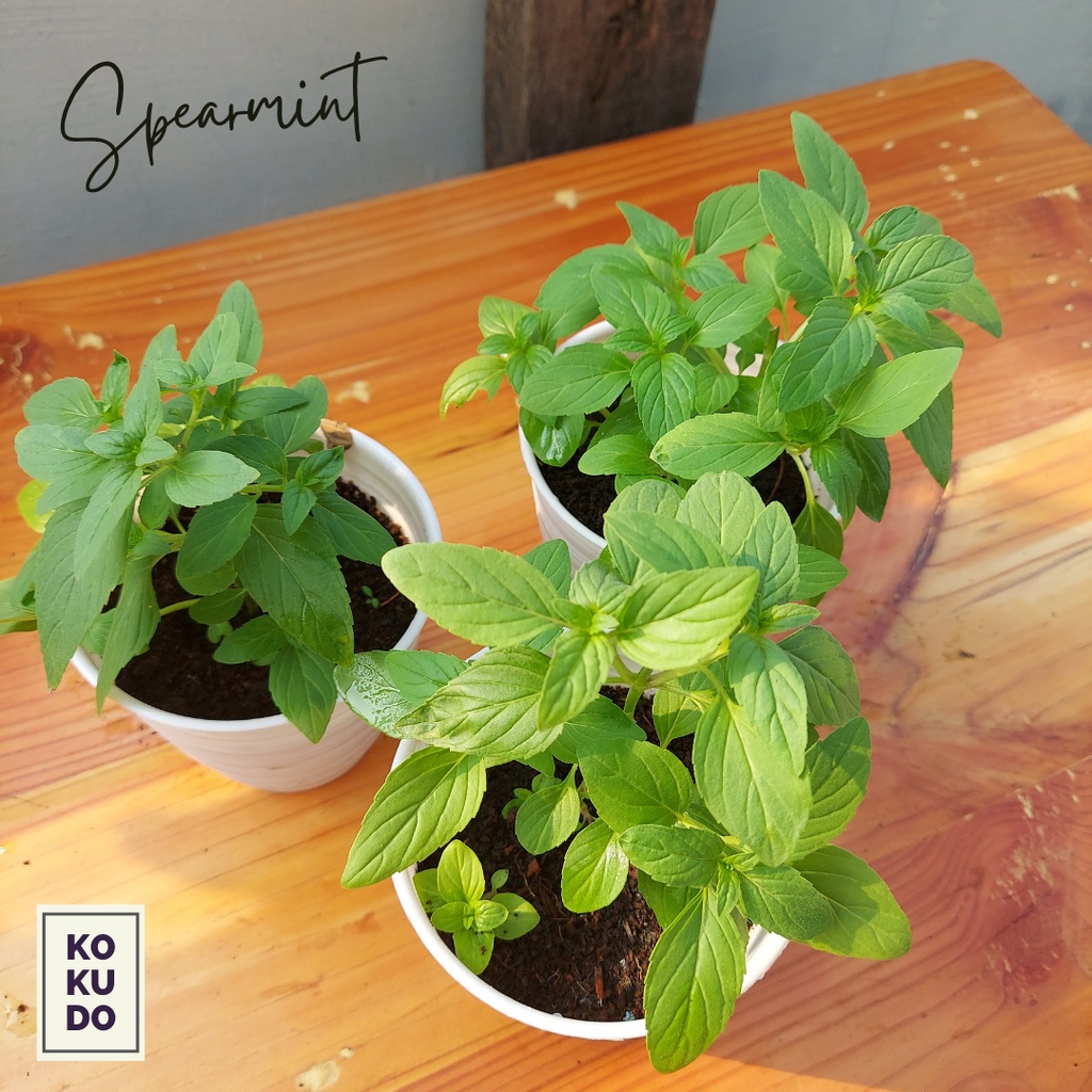 Jual Spearmint Mint Tanaman Segar / Buket Bunga Asli Wisuda Indonesia ...