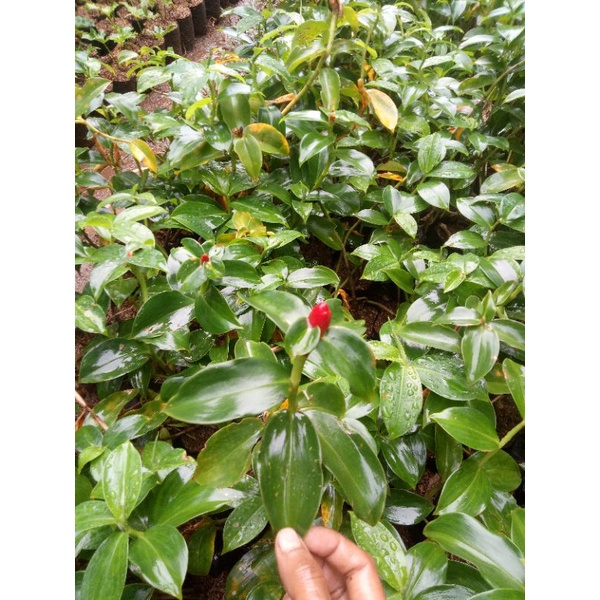 Jual tanaman pacing pentul merah | Shopee Indonesia