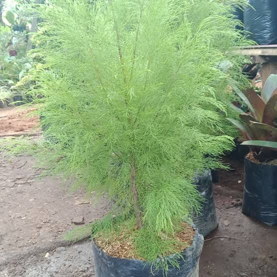 Jual Tanaman Hias Cemara Balon - Pohon Cemara Balon - Pohon Cemara ...