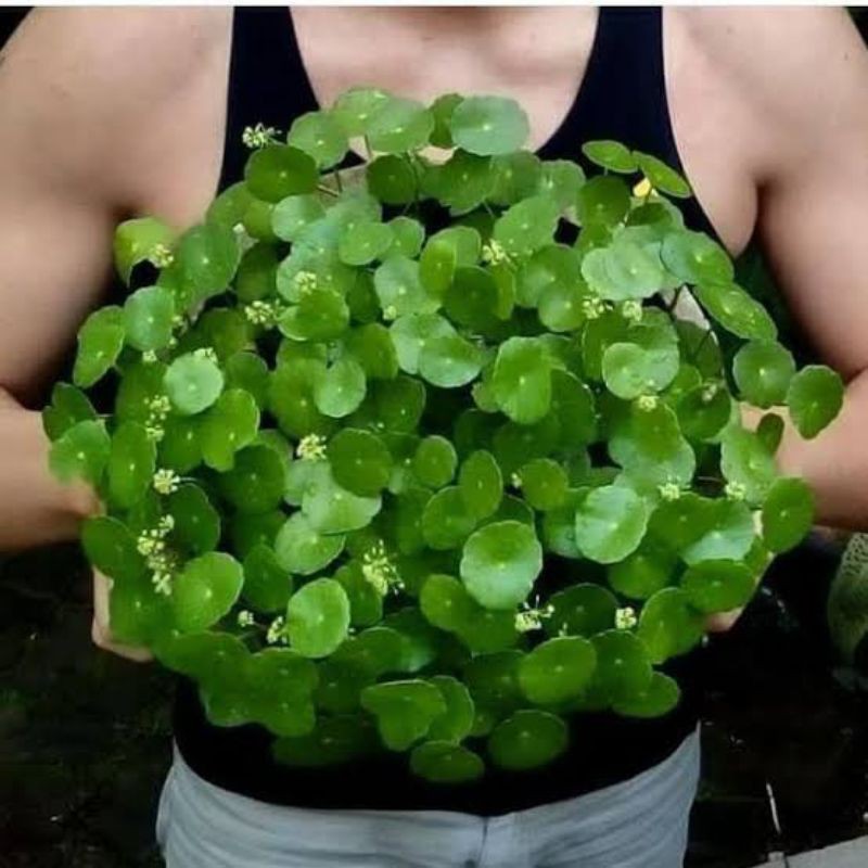 Jual Tanaman hias/daun pegagan/antanan/Semanggi gunung | Shopee Indonesia