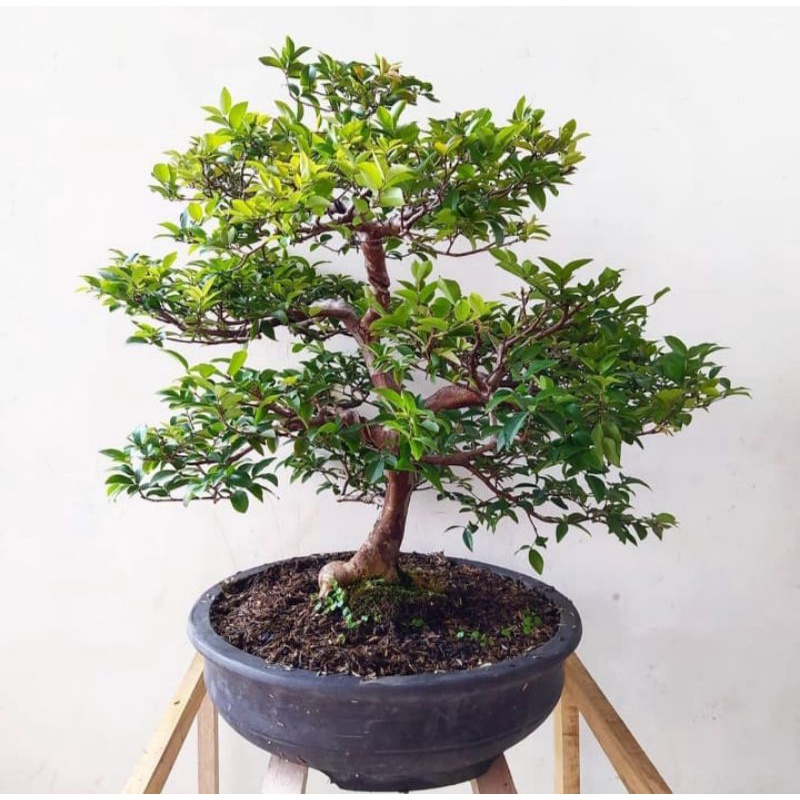 Jual Bahan Bonsai Anggur Brasil jenis sabara | Shopee Indonesia